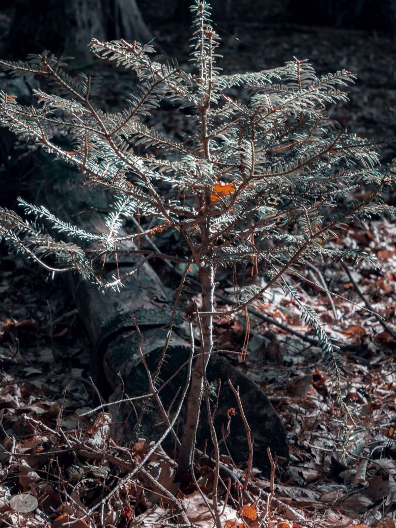 La chapelle de Climbach – Les voyageurs de Belgique